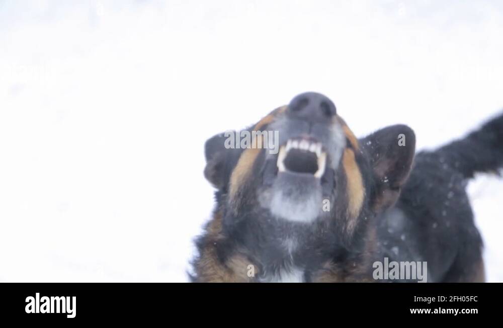 Dangerous dog barking Stock Videos & Footage - HD and 4K Video Clips ...