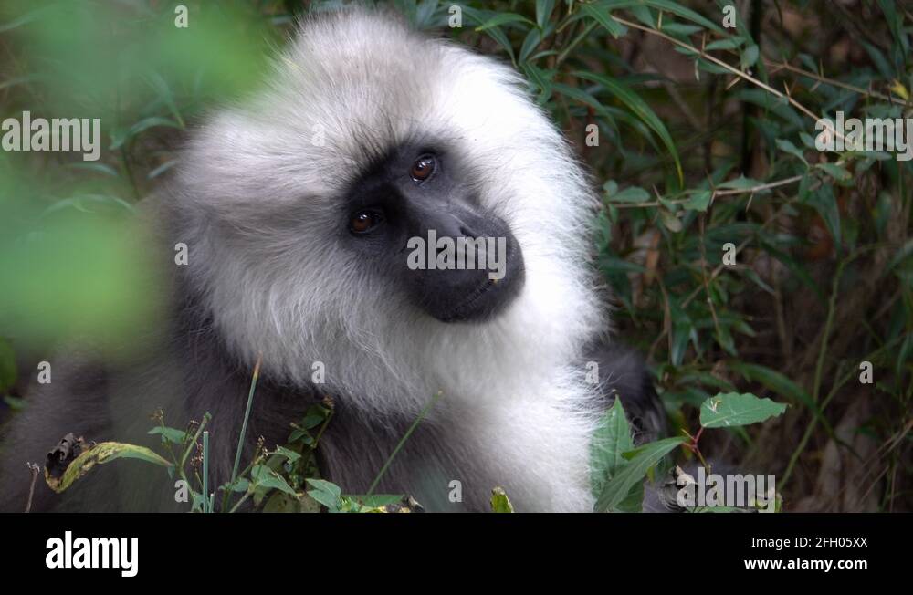Kashmir gray langur (Semnopithecus ajax) monkey feeding on forest ...
