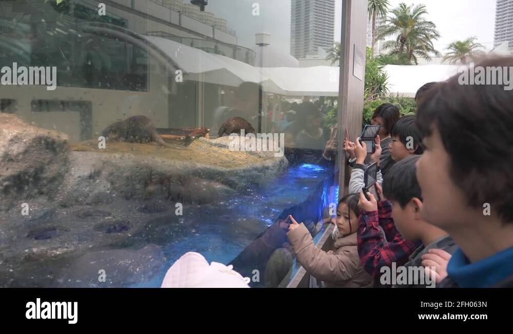 Crowd of People Looking Sea Otters at a Zoo Stock Video Footage - Alamy