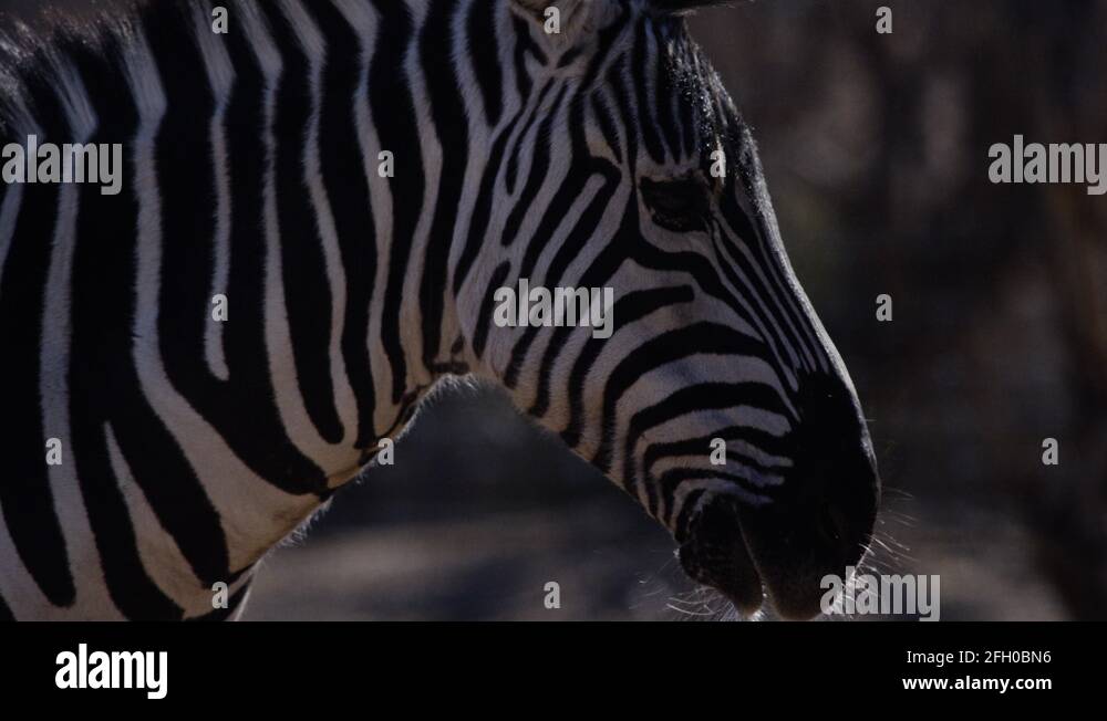 Zebra with stripes Stock Videos & Footage - HD and 4K Video Clips - Alamy