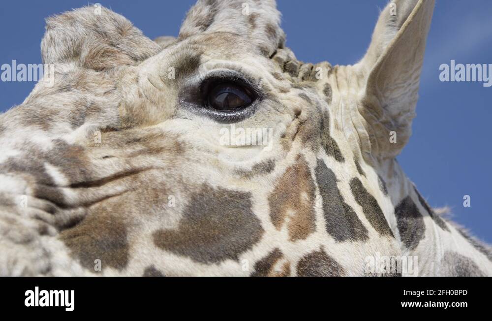Eye of giraffe Stock Videos & Footage - HD and 4K Video Clips - Alamy