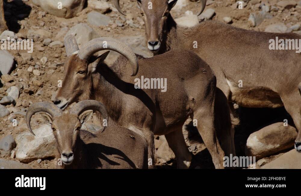 Aoudad sheep Stock Videos & Footage - HD and 4K Video Clips - Alamy