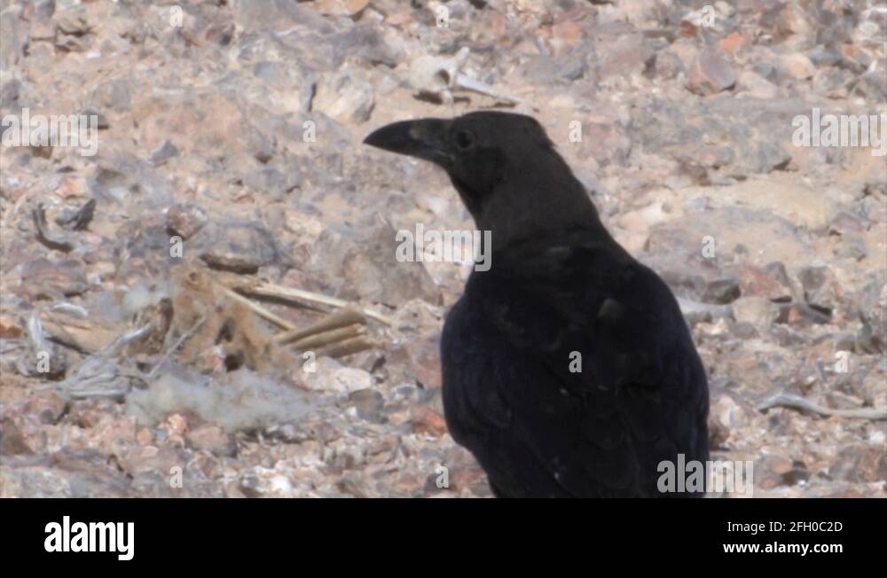 Raven illustration Stock Videos & Footage - HD and 4K Video Clips - Alamy