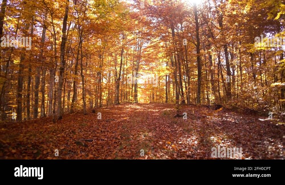 Red forest Stock Videos & Footage - HD and 4K Video Clips - Alamy