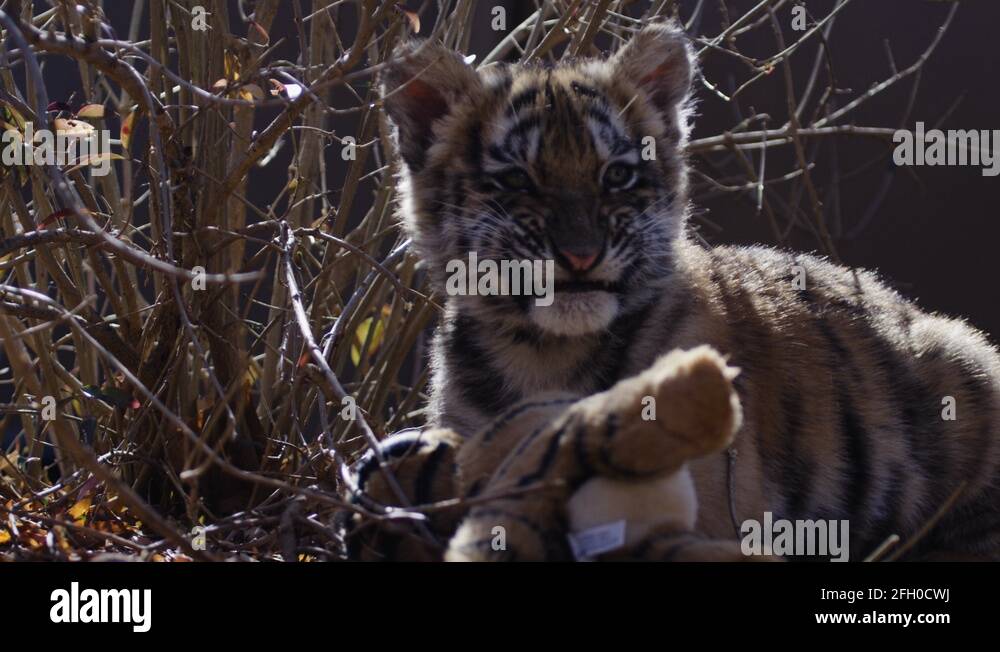 Baby bengal tiger isolated on Stock Videos & Footage - HD and 4K Video ...