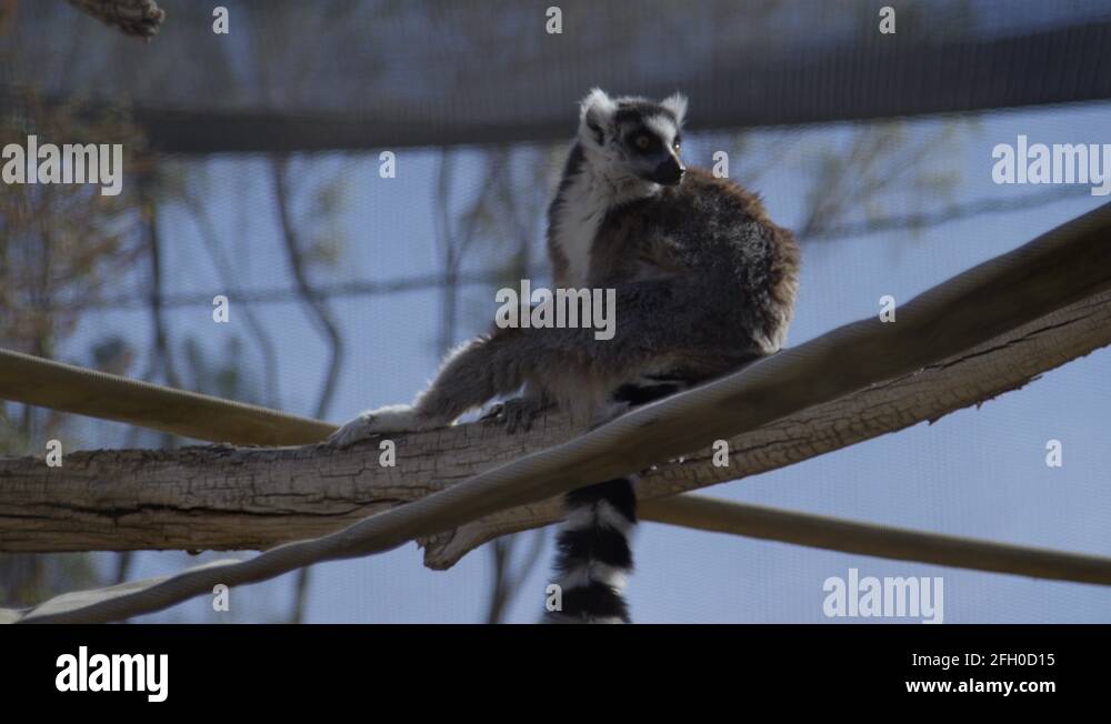 Animal inspection Stock Videos & Footage - HD and 4K Video Clips - Alamy