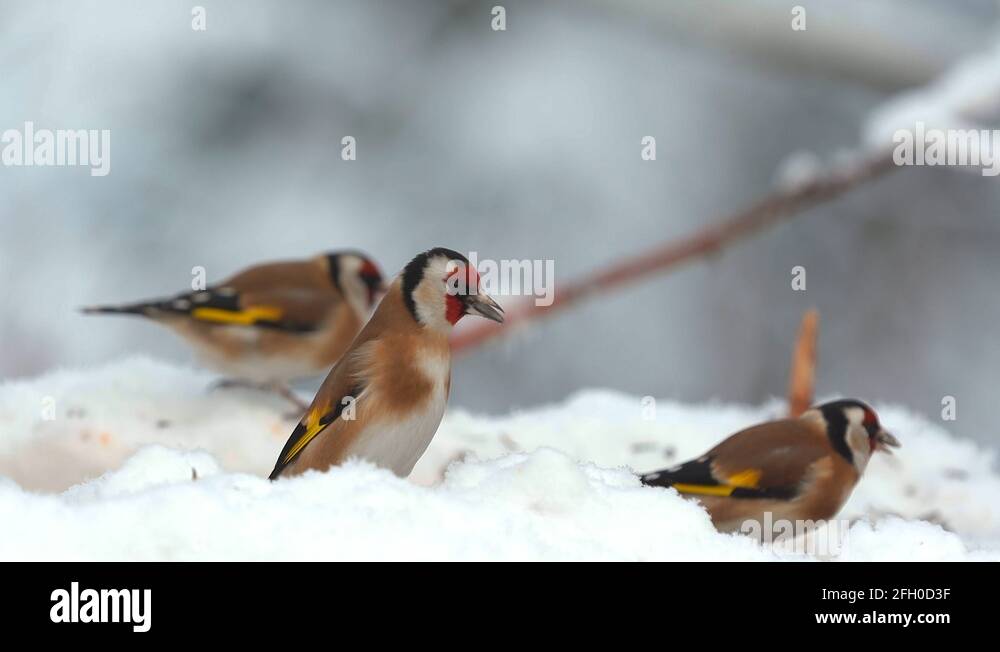 Bird watching group people Stock Videos & Footage - HD and 4K Video ...