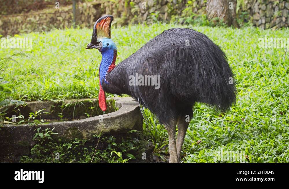Southern cassowary feathers Stock Videos & Footage - HD and 4K Video ...