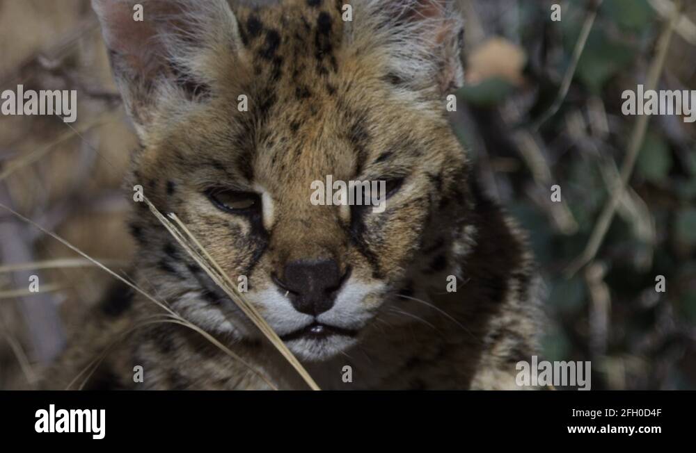 Serval animal carnivore Stock Videos & Footage - HD and 4K Video Clips ...