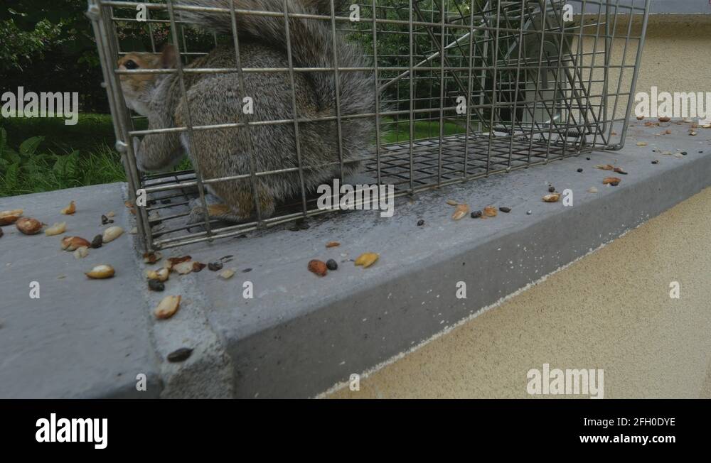 Rodent farm Stock Videos & Footage - HD and 4K Video Clips - Alamy