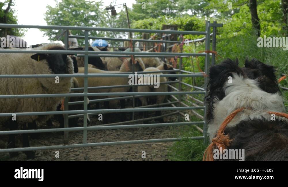 Sheep border Stock Videos & Footage - HD and 4K Video Clips - Alamy