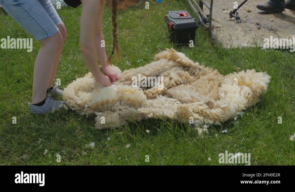 Collecting the sheep Stock Videos & Footage - HD and 4K Video Clips - Alamy