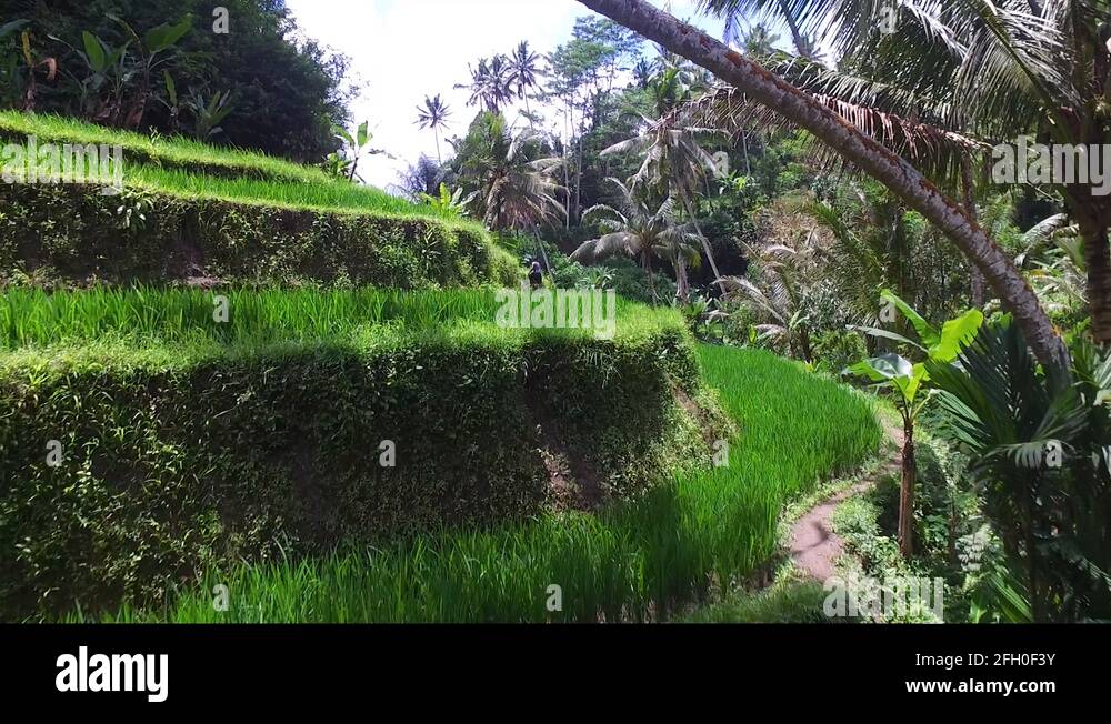 Indonesian rice farmer Stock Videos & Footage - HD and 4K Video Clips ...