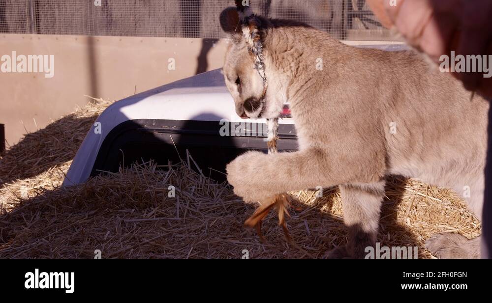 Lion trainer Stock Videos & Footage - HD and 4K Video Clips - Alamy