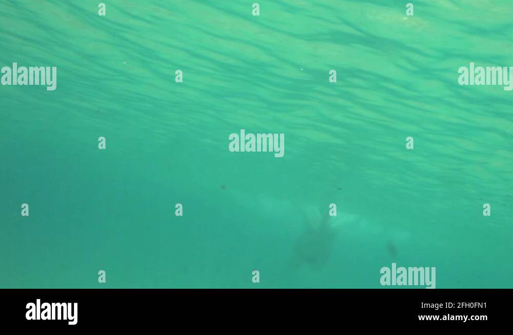 Ocean butterfly Stock Videos & Footage - HD and 4K Video Clips - Alamy