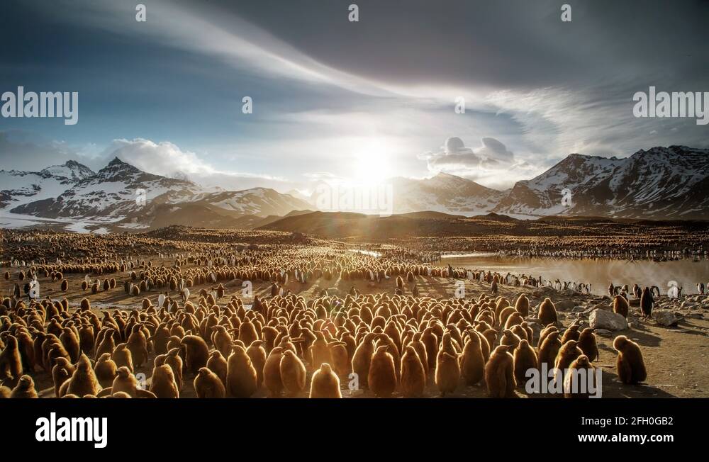 Antartica penguins Stock Videos & Footage - HD and 4K Video Clips - Alamy