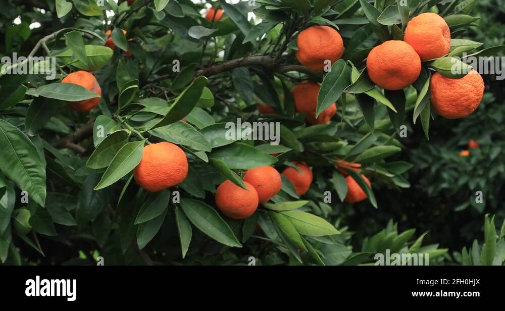 Mandarin orange tree Stock Videos & Footage - HD and 4K Video Clips - Alamy