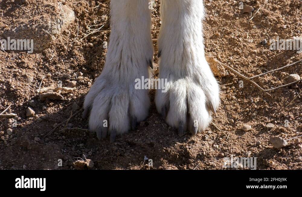 North american grey wolf face Stock Videos & Footage - HD and 4K Video ...