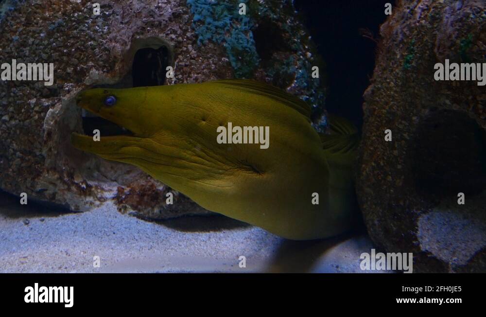 Moray sea Stock Videos & Footage - HD and 4K Video Clips - Alamy