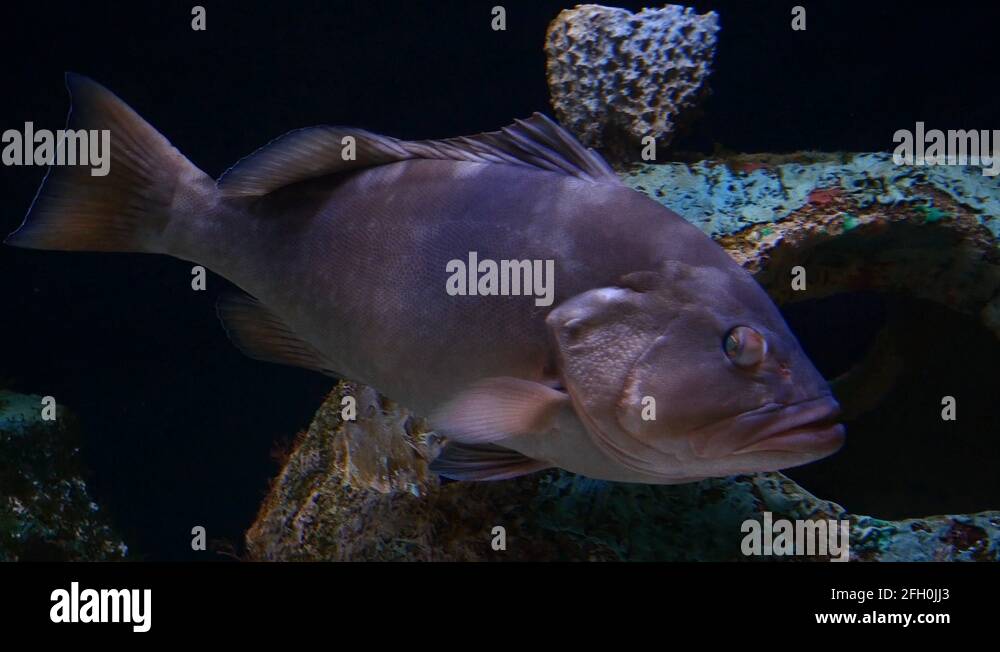 Red grouper fishing Stock Videos & Footage - HD and 4K Video Clips - Alamy