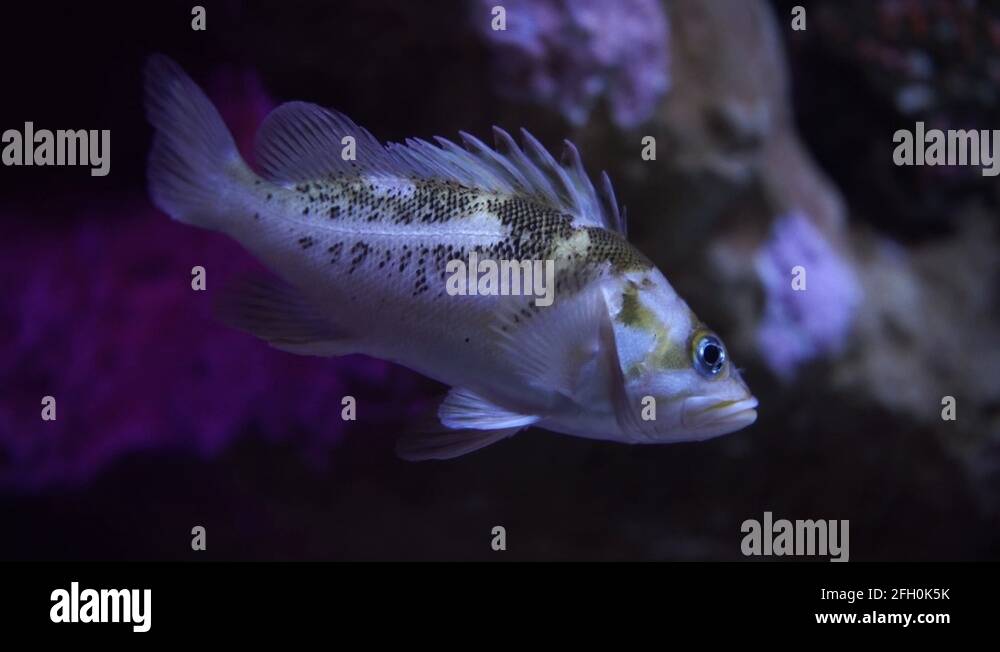 Calico fish Stock Videos & Footage - HD and 4K Video Clips - Alamy