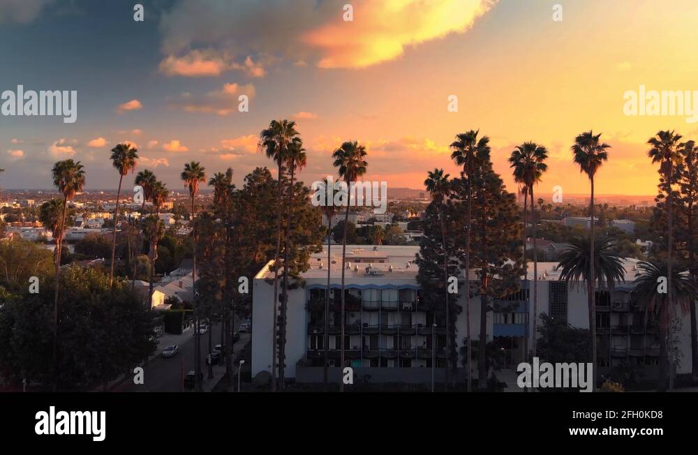 La palm trees silhouettes Stock Videos & Footage - HD and 4K Video ...