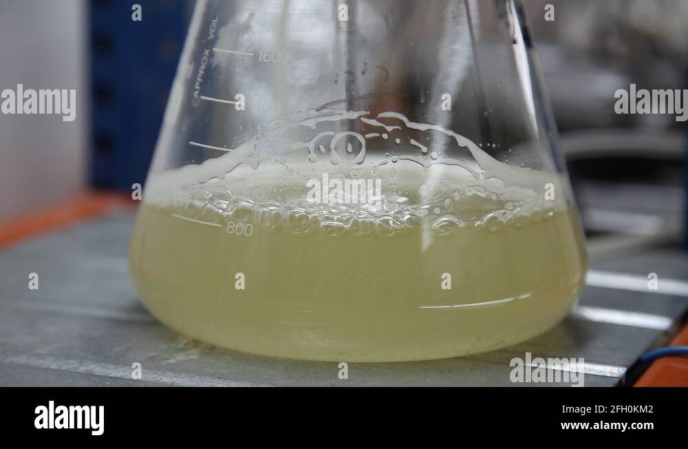Liquid microbial culture boils in lab bottle Erlenmeyer, from the sea ...
