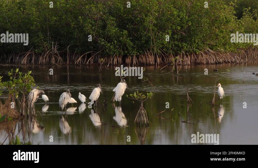 Mixed species of birds, Red Mangrove Swamp, Florida USA Stock Video ...