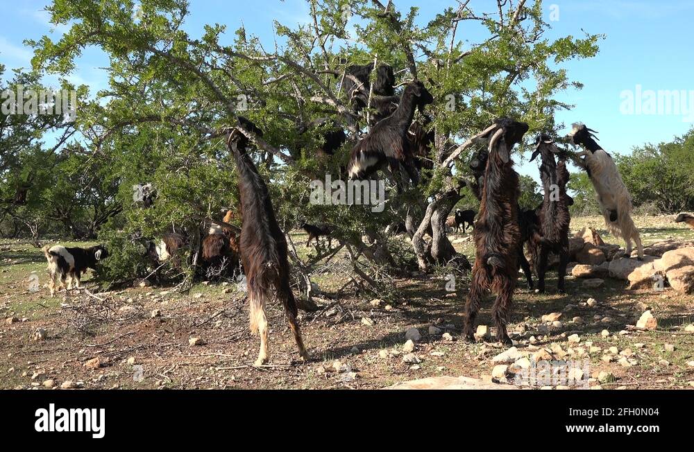 Goats climb argan trees to eat nuts and leaves, argan oil production ...