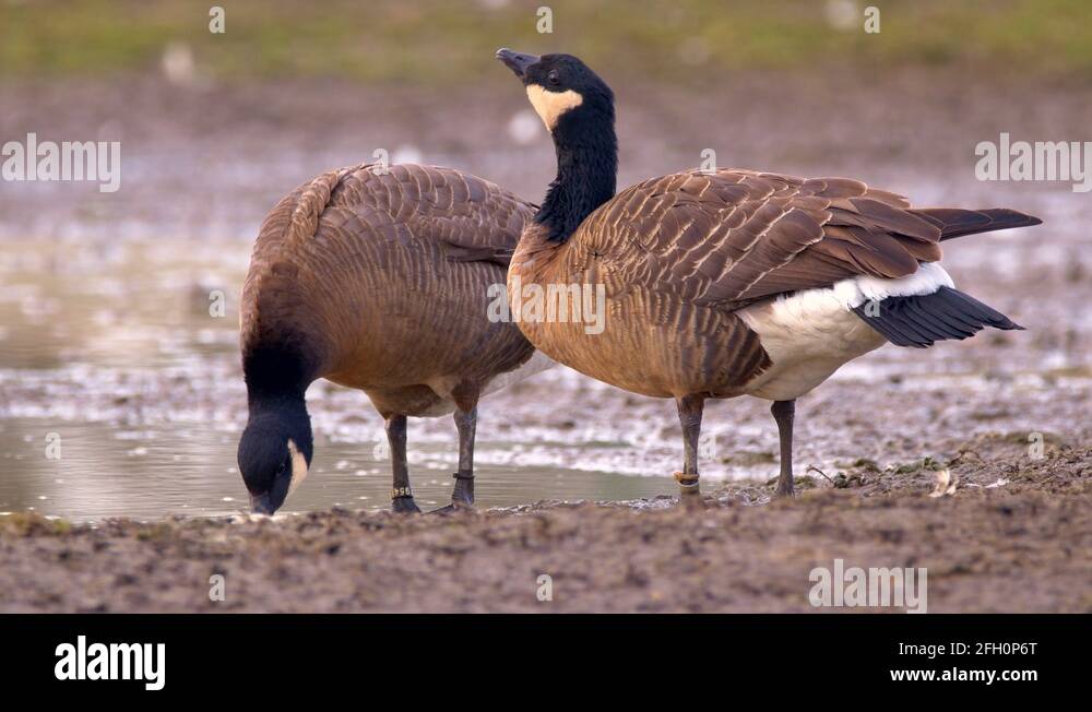 Cackling canada Stock Videos & Footage - HD and 4K Video Clips - Alamy