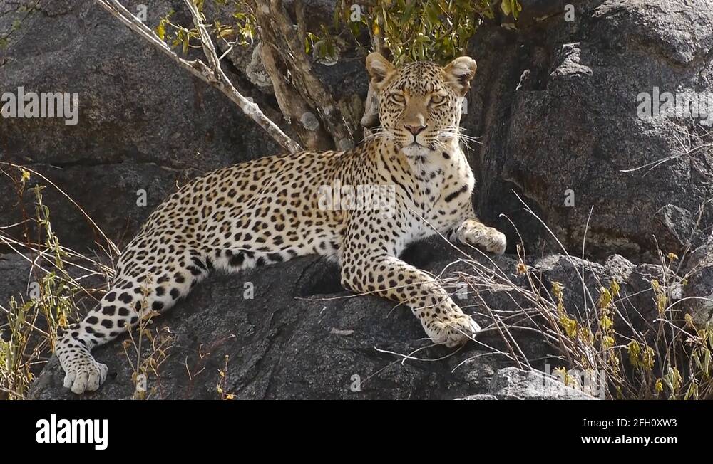 Leopard african leopard Stock Videos & Footage - HD and 4K Video Clips ...