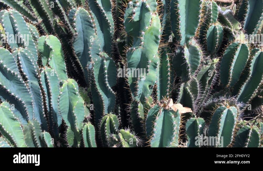 Cacti species Stock Videos & Footage - HD and 4K Video Clips - Alamy