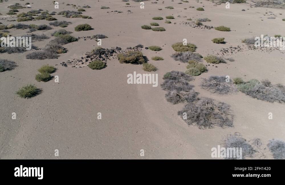 Short shrubs Stock Videos & Footage - HD and 4K Video Clips - Alamy