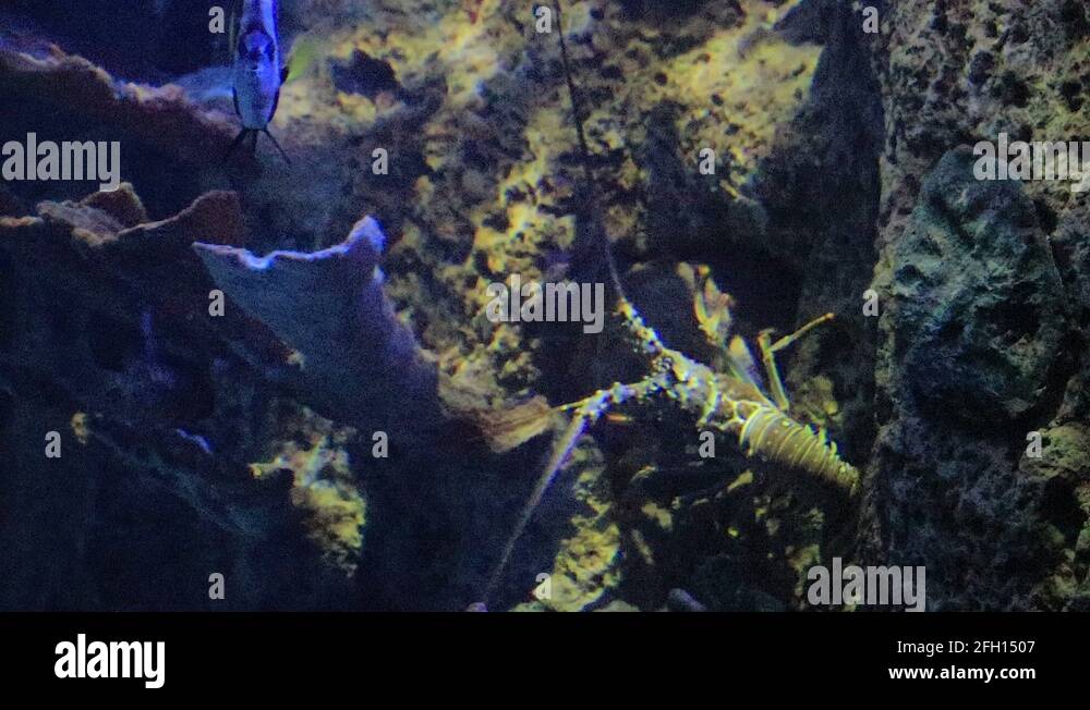 Lobster armor Stock Videos & Footage - HD and 4K Video Clips - Alamy