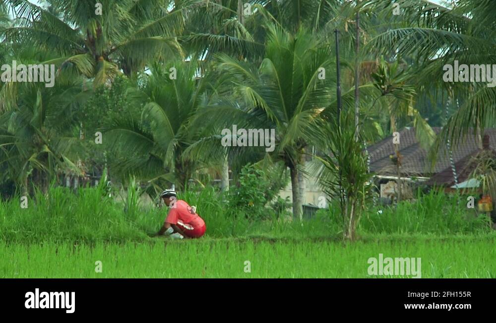 Man in Rice Paddy Stock Video Footage - Alamy