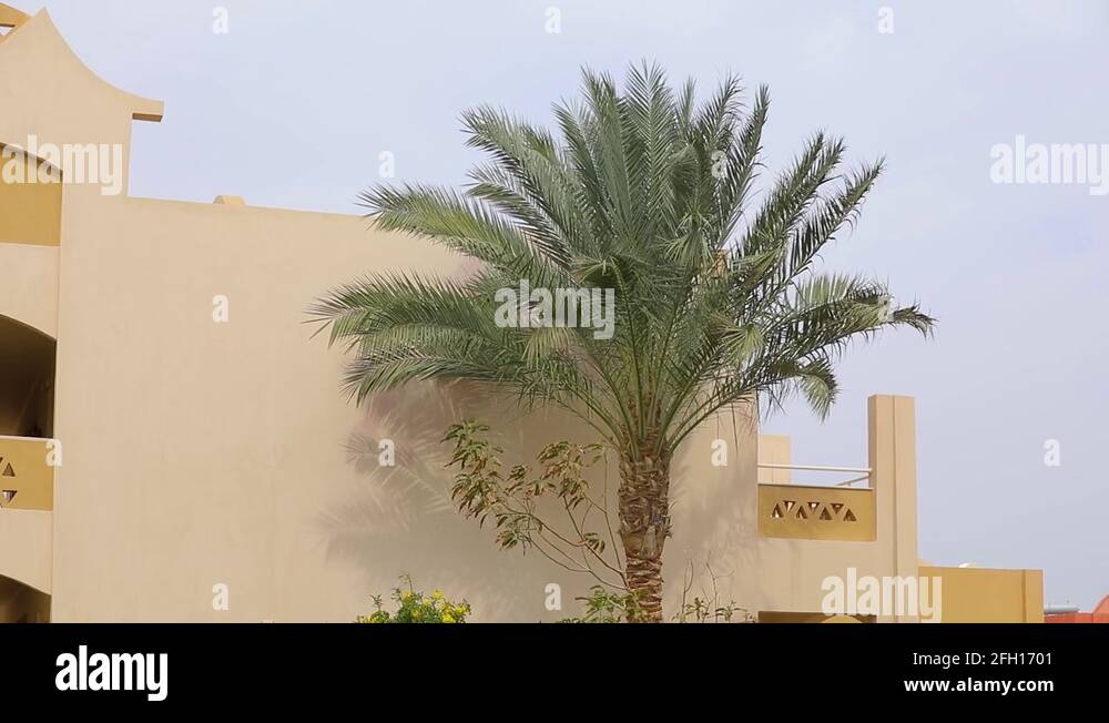 Egypt palm tree wall Stock Videos & Footage - HD and 4K Video Clips - Alamy