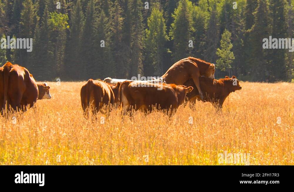 agriculture, cattle, young bull mount cow, mating season Stock Video ...