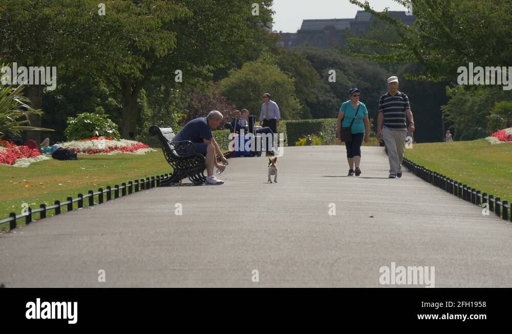 Alley dog Stock Videos & Footage - HD and 4K Video Clips - Alamy