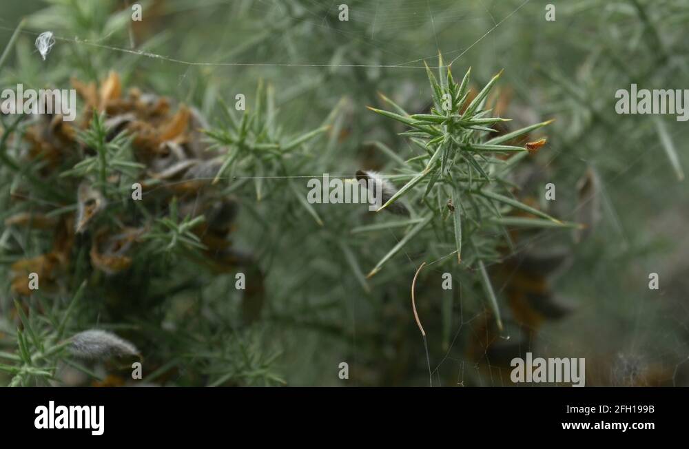 Needles needle leaves Stock Videos & Footage - HD and 4K Video Clips ...