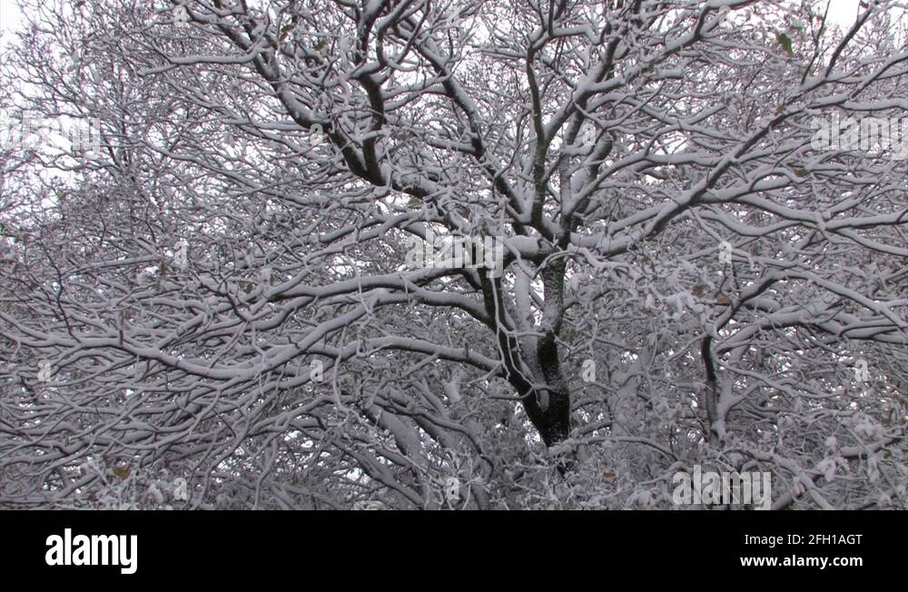 Snow oak trees in Stock Videos & Footage - HD and 4K Video Clips - Alamy