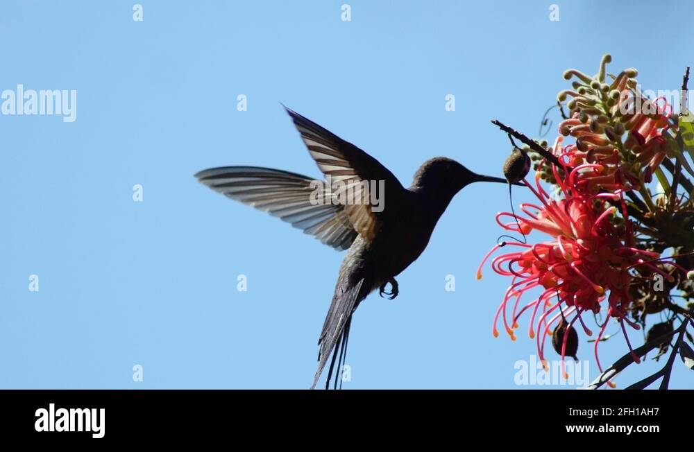 Aviary flowers Stock Videos & Footage - HD and 4K Video Clips - Alamy