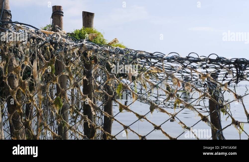Algae Sea Weed Farm Plantation. 4K. Nusa Penida Island, Bali, Indonesia ...