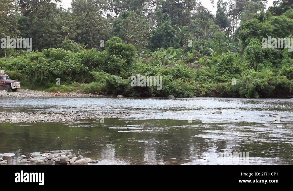 Rainforest timber Stock Videos & Footage - HD and 4K Video Clips - Alamy