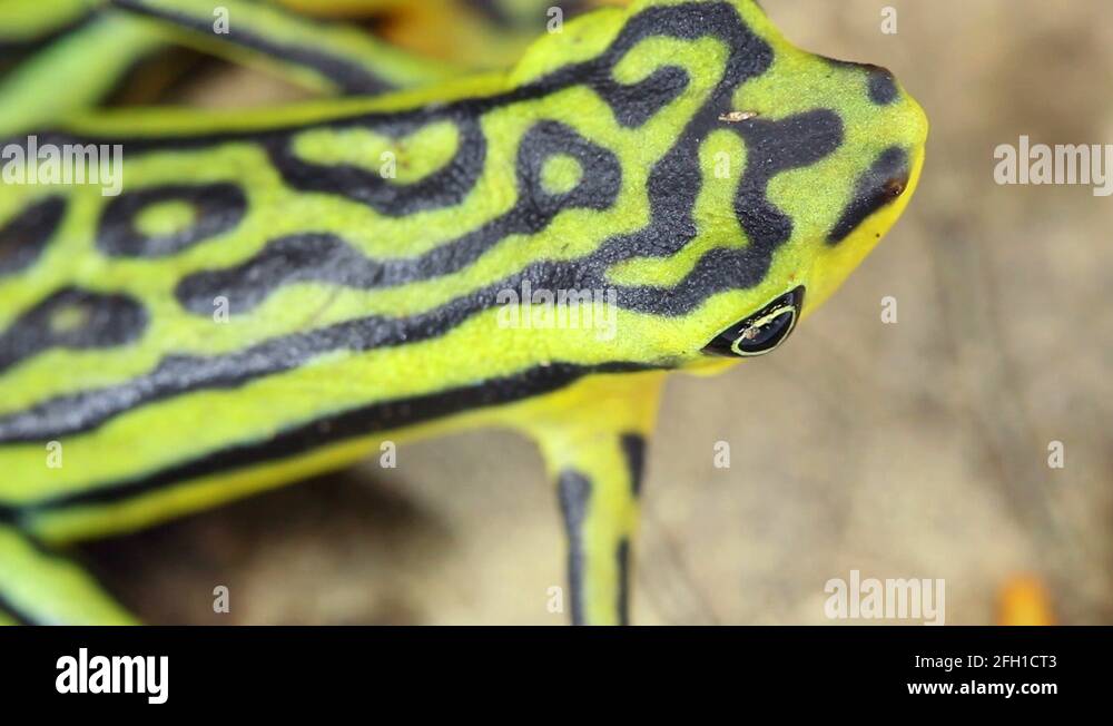 Atelopus Stock Videos & Footage - HD and 4K Video Clips - Alamy