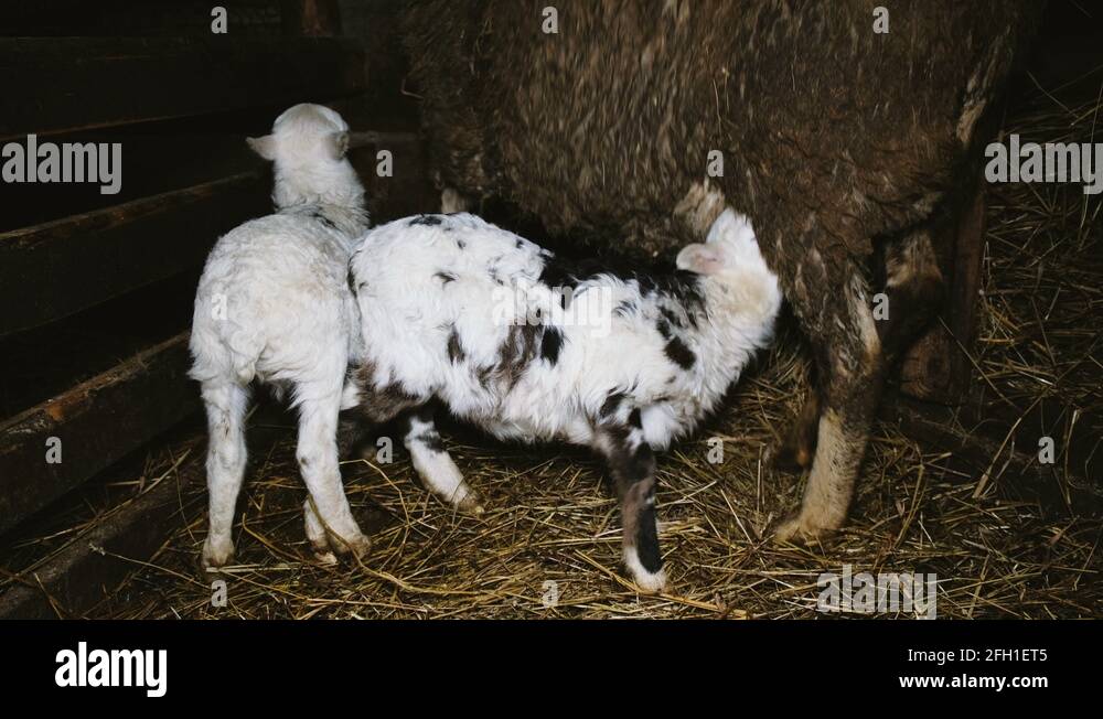 The lamb reaches out for the udder, but the sheep is leaning, 4k Stock ...