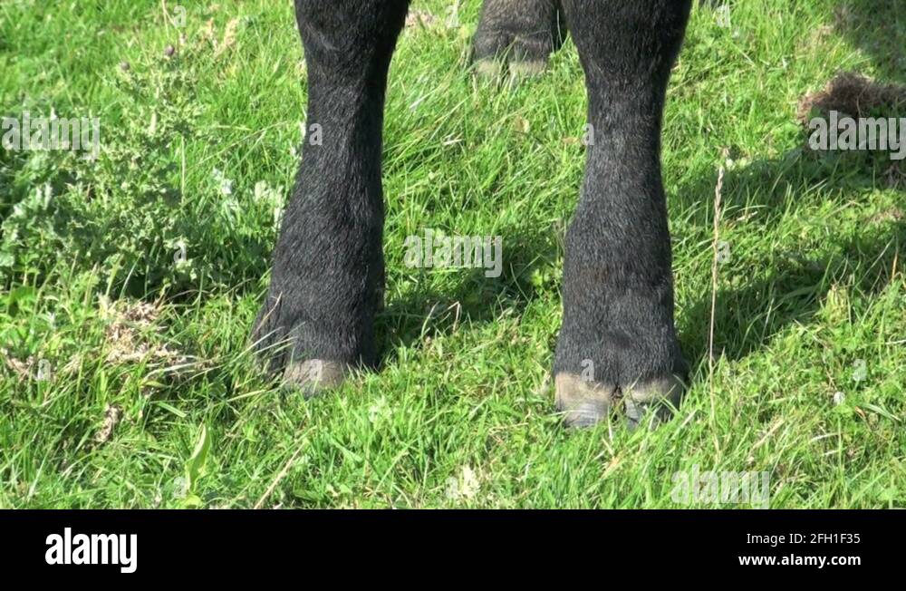 Cow legs Stock Videos & Footage - HD and 4K Video Clips - Alamy