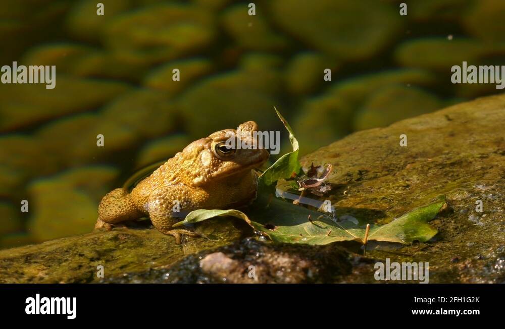 toad sitting on log half submerged in water 4k closeup breathing Stock ...