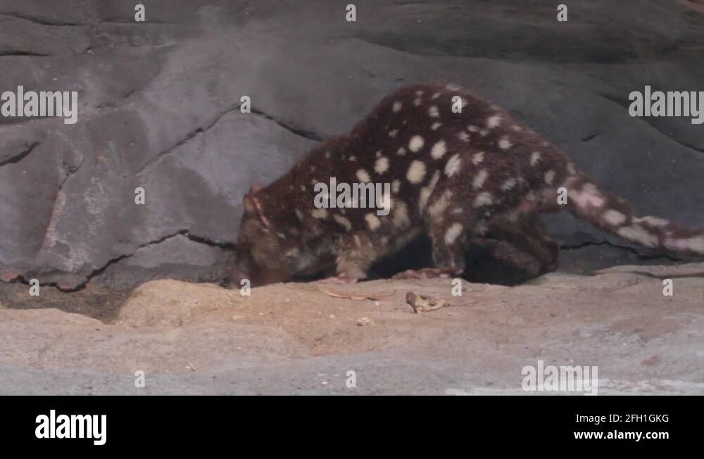 Spotted Quoll, a Rare Marsupial from Australia Stock Video Footage - Alamy