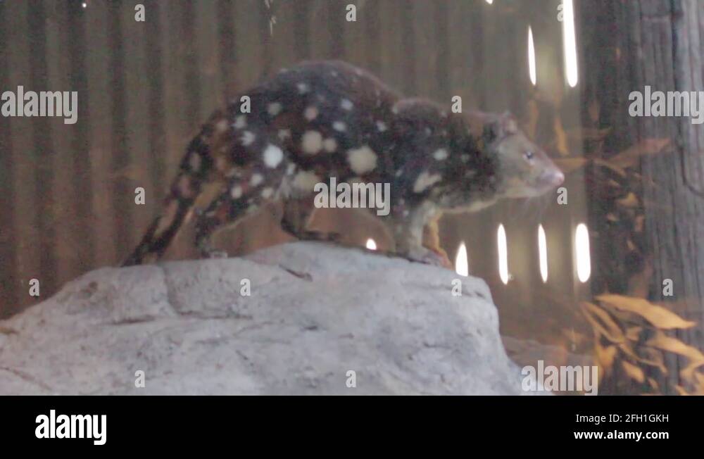 Spotted Quoll, a Rare Marsupial from Australia Stock Video Footage - Alamy