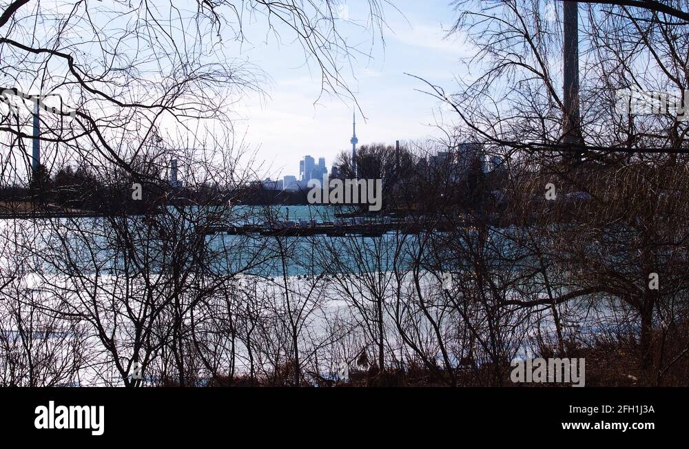 Winter oak tree in Stock Videos & Footage - HD and 4K Video Clips - Alamy